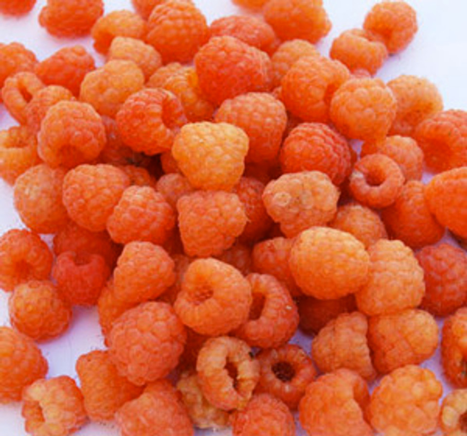 Rubus probus - Atherton Raspberry - Seeds