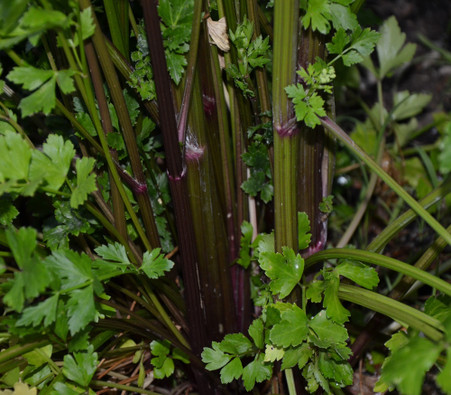 Giant Red Celery Seeds