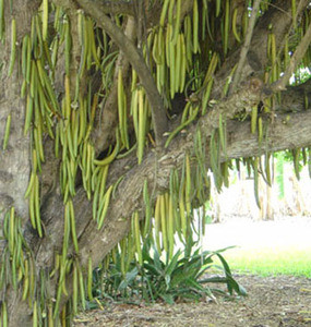Parmentiera cereifera - Candle Stick Tree - Seeds