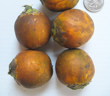 Areca catechu - Betel Nut - Seeds