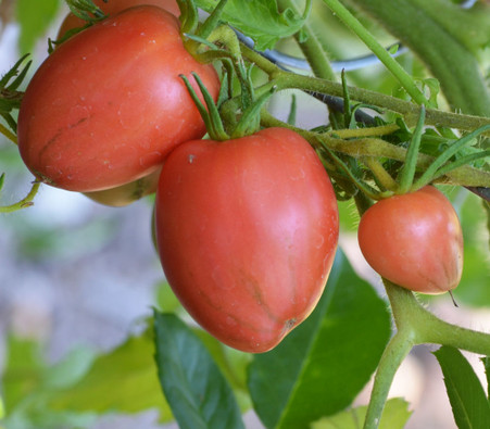 Pink Oxheart Tomato Seeds