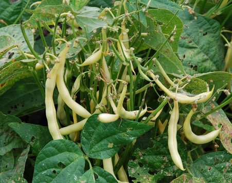 Pencil Pod Black Wax Bean Seeds