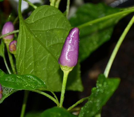 Aurora Pepper Seeds