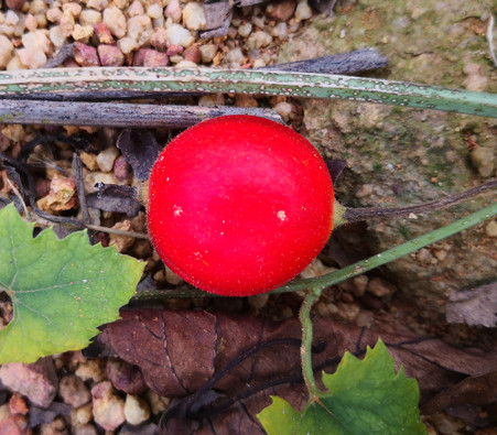 Trichosanthes kirilowii japonica - Ki Karasu-Uri - Seeds