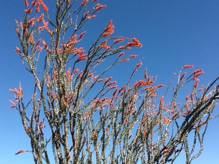 Fouquieria splendens - Ocotillo - Seeds