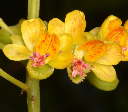 Caesalpinia spinosa - Tara - Seeds