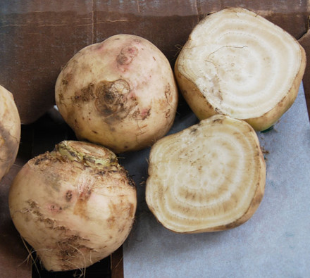 Albino Beet Seeds