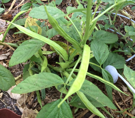 Guar Bean Seeds