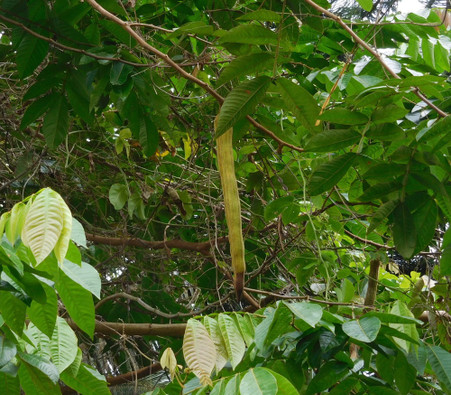 Inga spectabilis - Machete Ice Cream Bean - Seeds