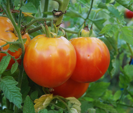 E.T. Tomato Seeds