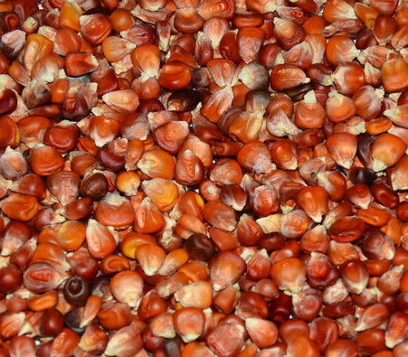 Strubbe's Orange Corn Seeds