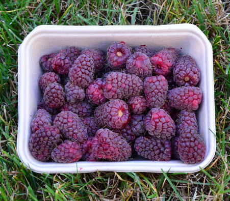 Rubus x loganobaccus - Loganberry - Seeds