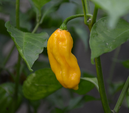 Amazon Pepper Seeds