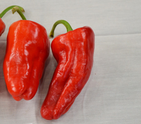 Urfa Biber Pepper Seeds