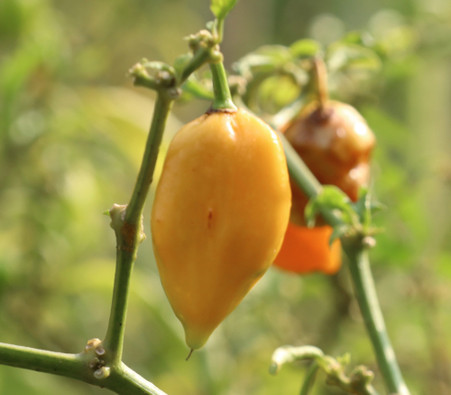 Cheiro do Norte Pepper Seeds