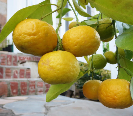 Citrus amblycapra - Nasnaran Mandarin - Seeds