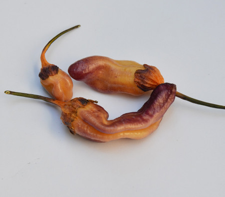 Peachgum Tiger Pepper Seeds