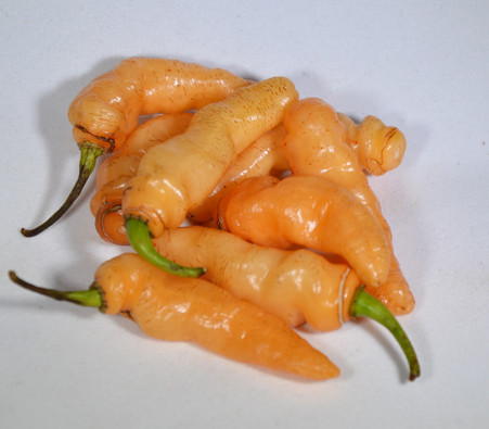 Peach Wasp Pepper Seeds