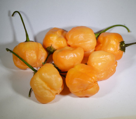 Aji Mango Round Pepper Seeds
