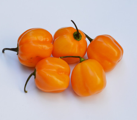 Aji Jobito Pepper Seeds