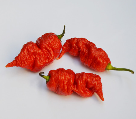 Death Spiral Pepper Seeds