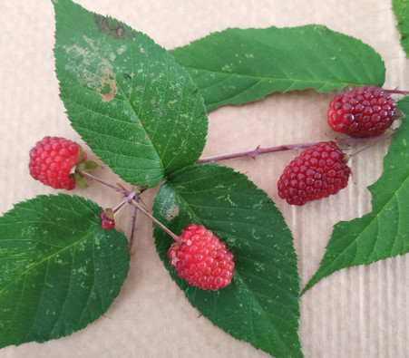 Rubus glaucus - Andean Raspberry - Seeds