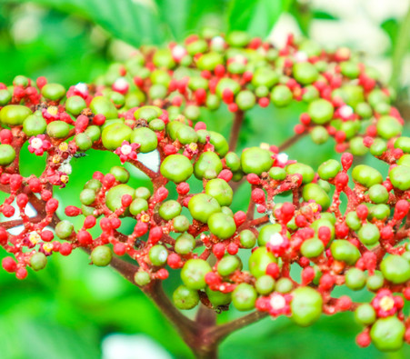 Leea indica - Bandicoot Berry - Seeds