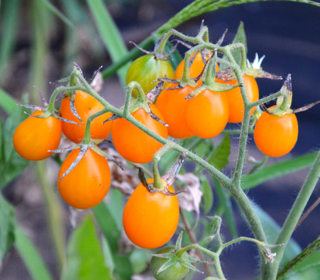 Flaming Burst Tomato Seeds