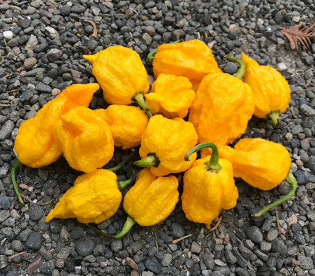 Yellow Fever Pepper Seeds