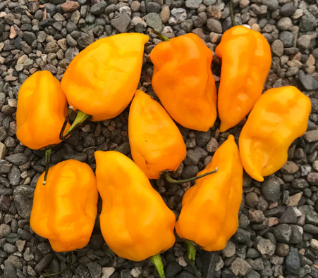 Bonda Ma Jacques Pepper Seeds