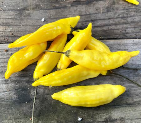 Aji Golden Pepper Seeds