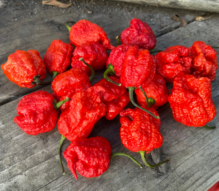 Jay's Red Ghost Pepper Seeds