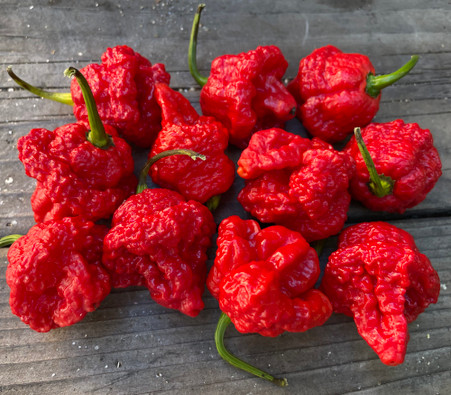 Red Naga Brain Pepper Seeds