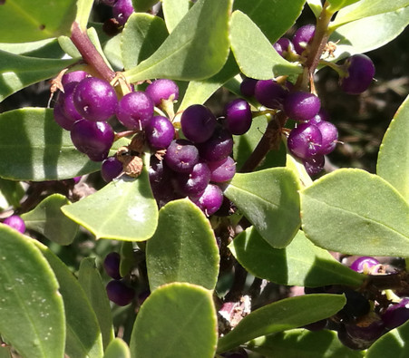 Myoporum insulare - Common Boobialla - Seeds