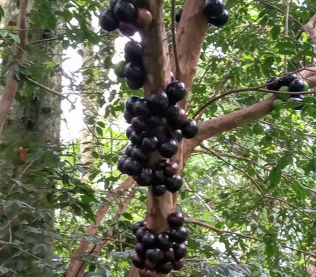 Plinia peruviana - Jabuticaba Cabinho - Seeds