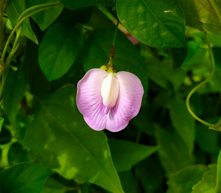 Clitoria ternatea - Pink Butterfly Flower - Seeds