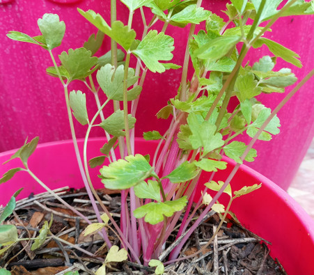 Pink Chinese Celery Seeds