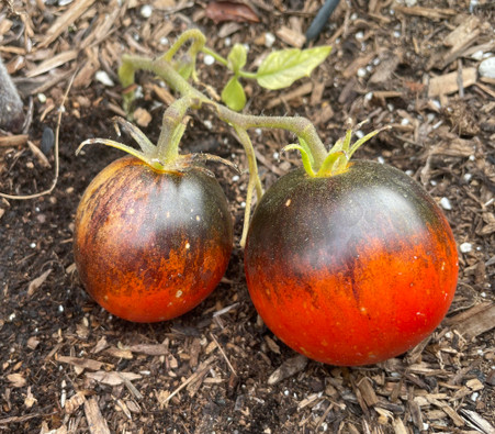 Black Shadow Tomato Seeds