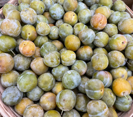Prunus domestica - Green Gage Plum - Seeds