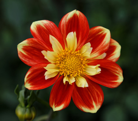Dahlia variabilis - Dahlia, Collarette Mix - Seeds