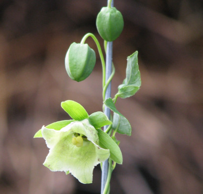 Codonopsis pilosula - Dangshen - Seeds