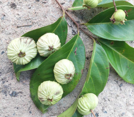 Syzygium elliptilimbum - Lambog - Seeds