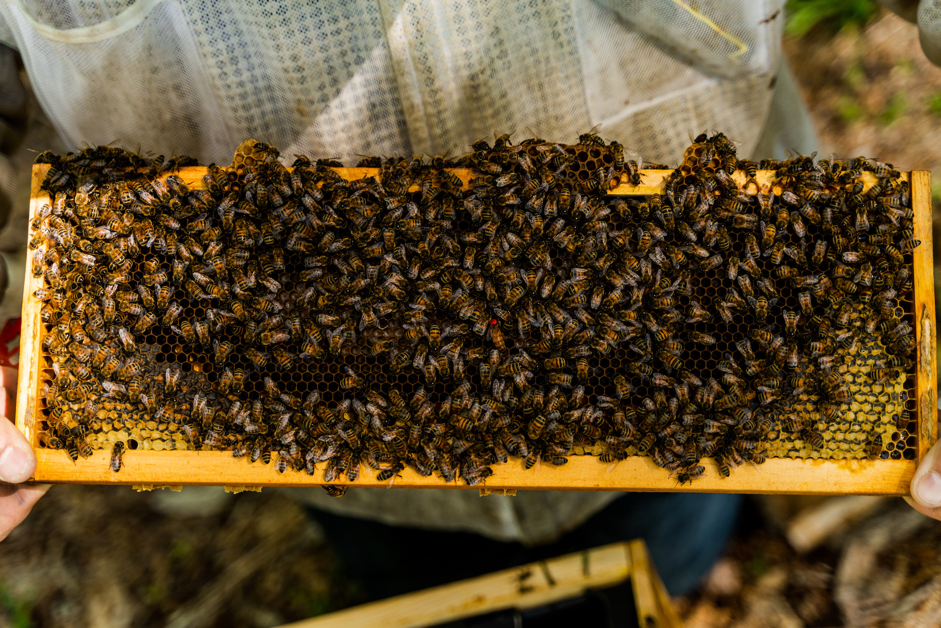 Duck River Honey