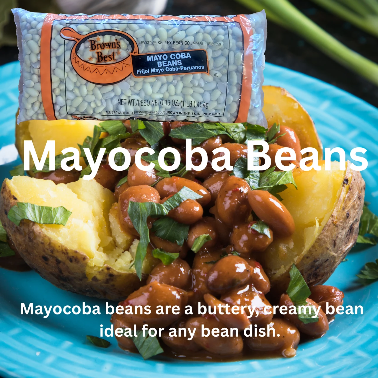 Mayocoba Beans 1 LB. bag