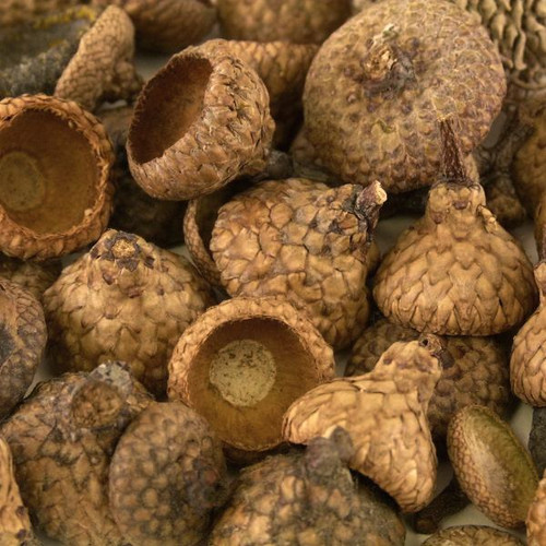 Real Acorn Caps - A Child's Dream