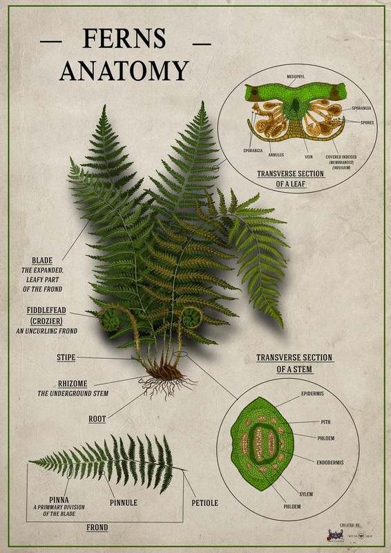 Ferns anatomy - United Kingdom
