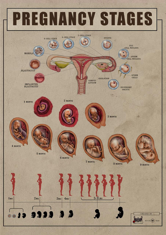 Human pregnancy stages - United Kingdom
