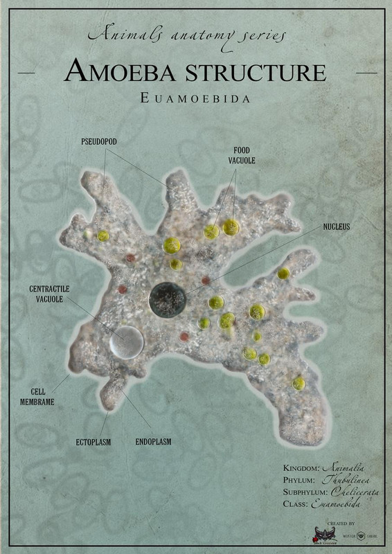 Anatomy Of Amoeba Click On A Region In The Picture To Color It In With