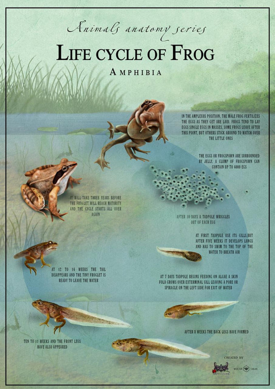 Life cycle of a frog - United Kingdom