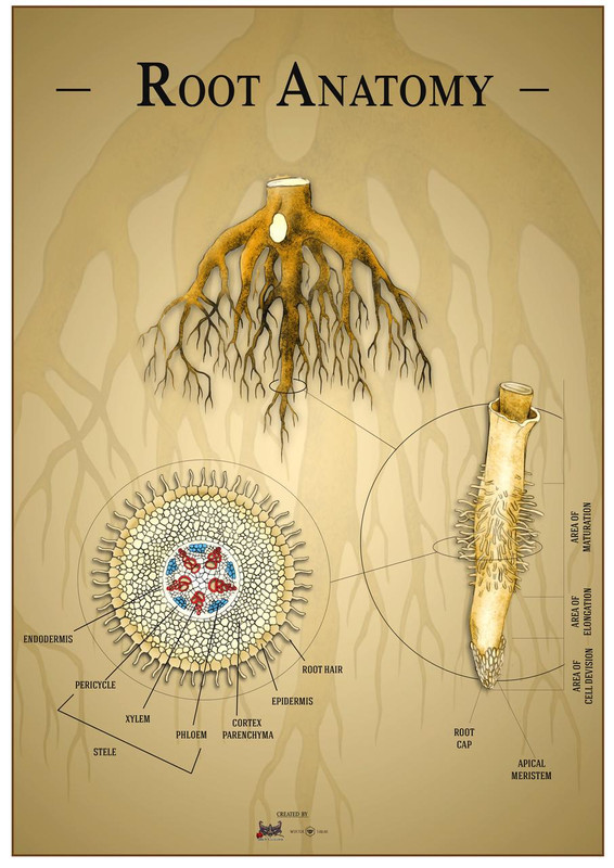 Root anatomy - United Kingdom